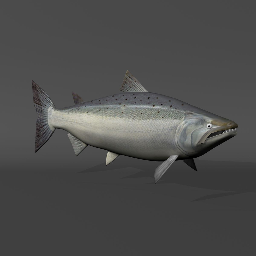 3d Obj Coho Salmon
