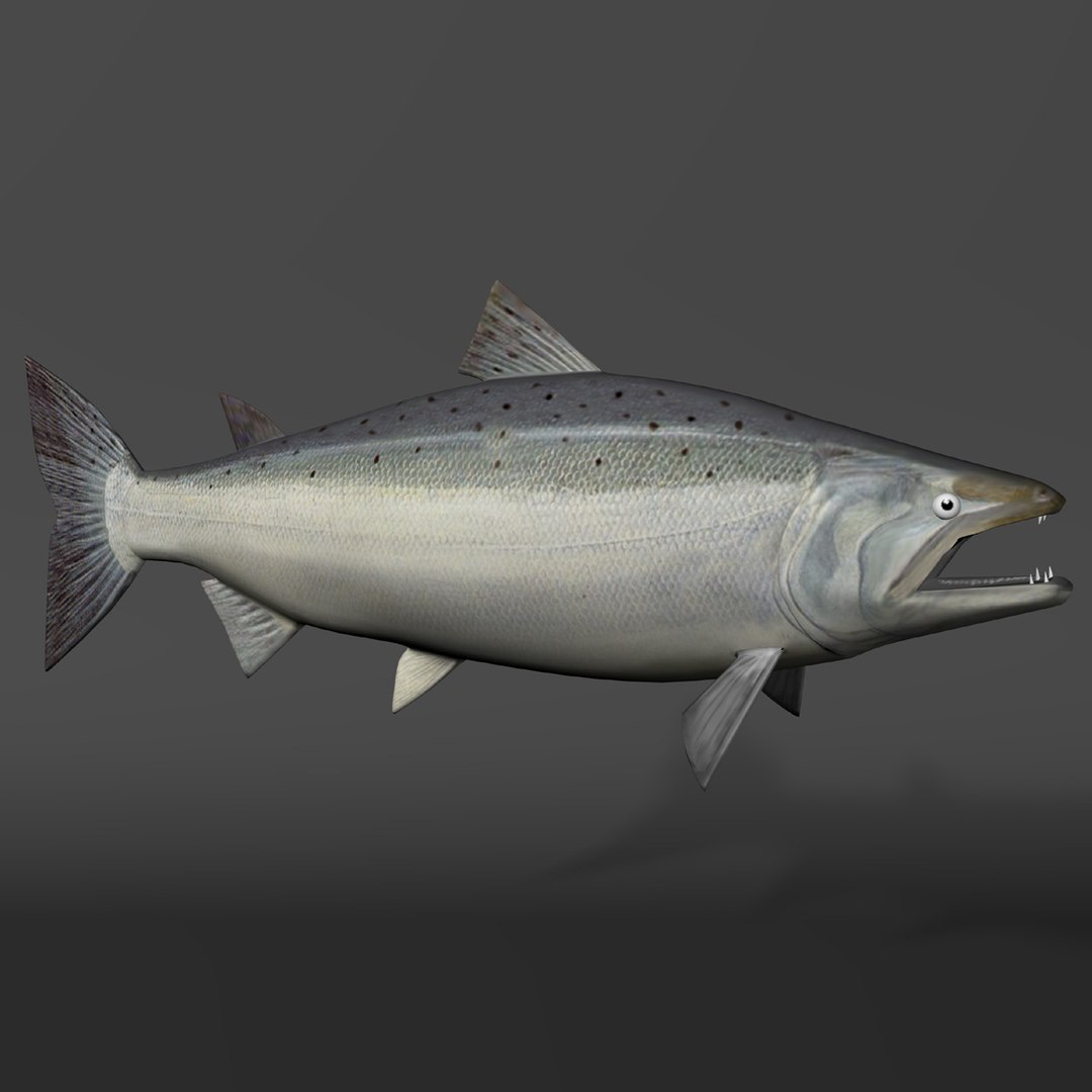 3d Obj Coho Salmon