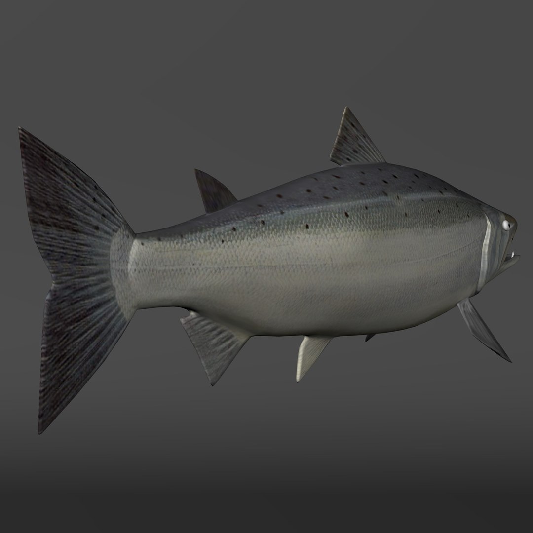 3d Obj Coho Salmon