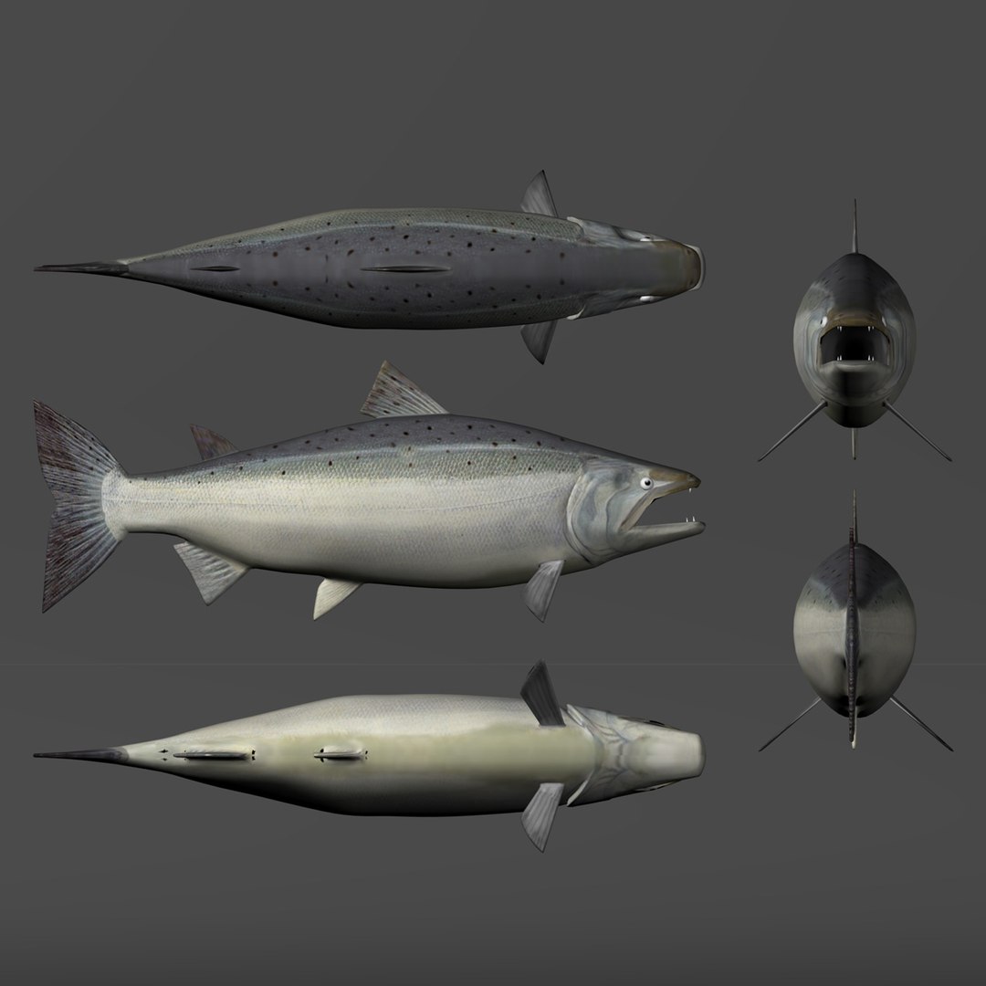 3d Obj Coho Salmon
