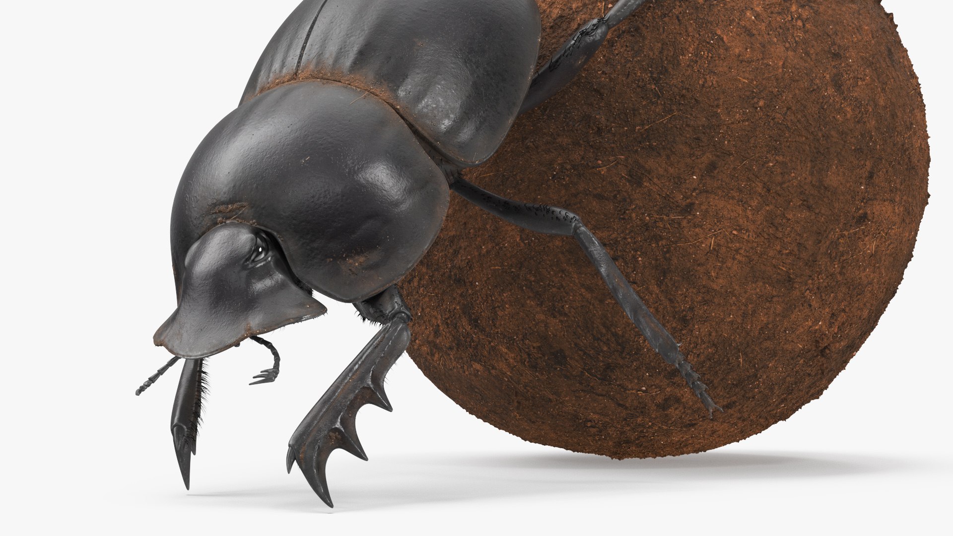 3D Roller Beetle Pushing Sphere Dirt Fur - TurboSquid 2293991