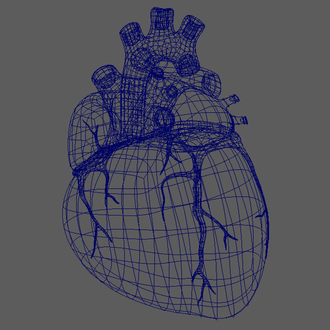 3d Human Heart Model