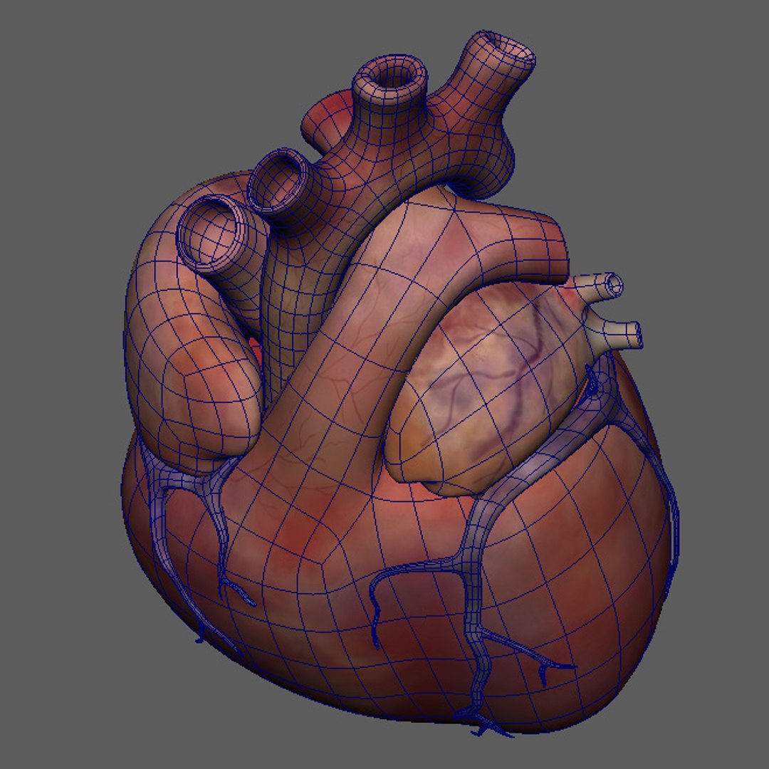 3d Human Heart Model