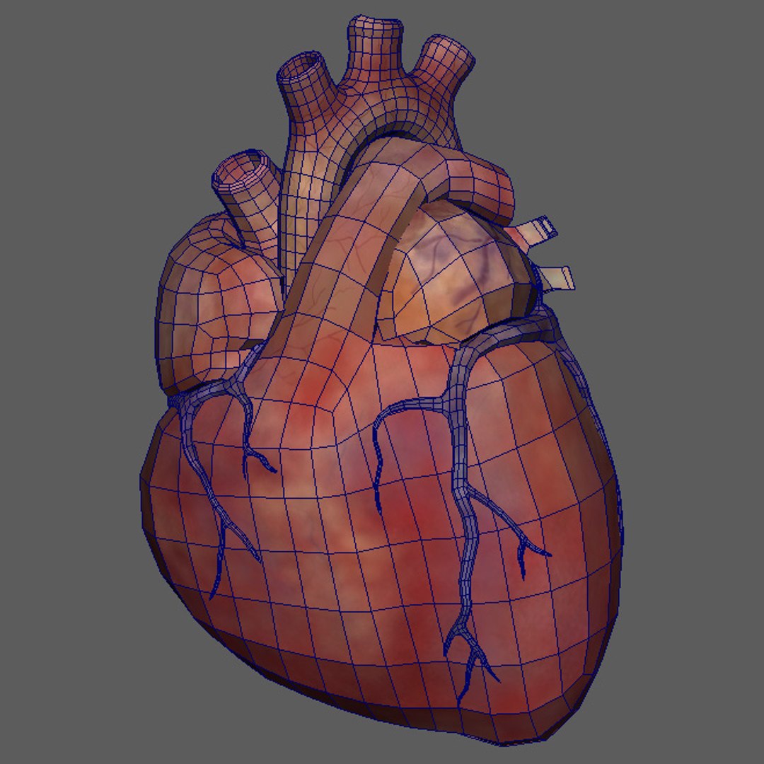 3d Human Heart Model
