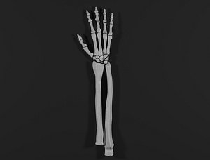 Accurate hand skeleton bones 3D model - TurboSquid 1594184