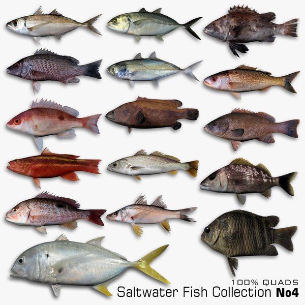 3d cutted fish model