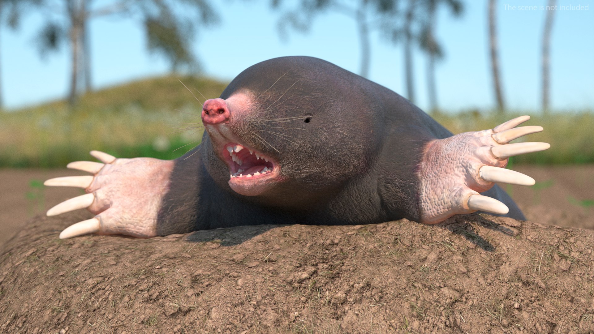European Mole Animal Rigged For Maya 3D Model - TurboSquid 2259966