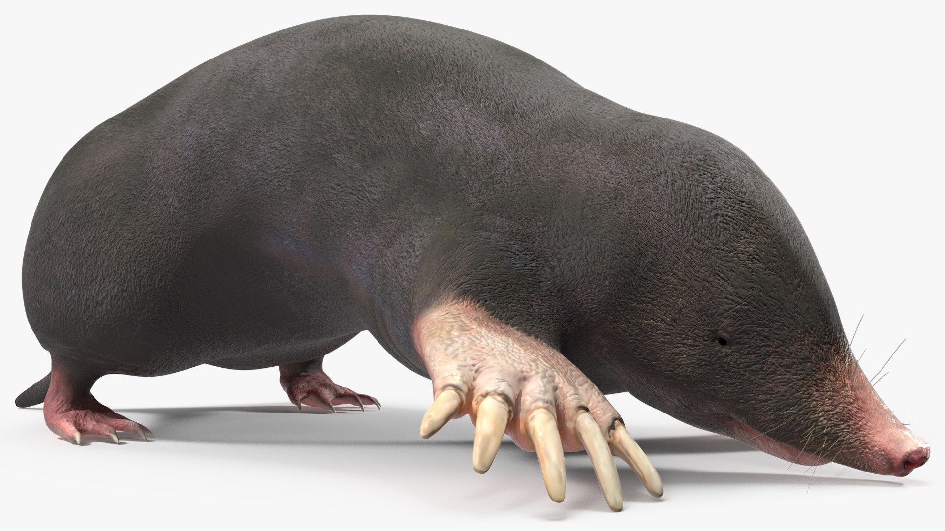 European Mole Animal Rigged For Maya 3D Model - TurboSquid 2259966