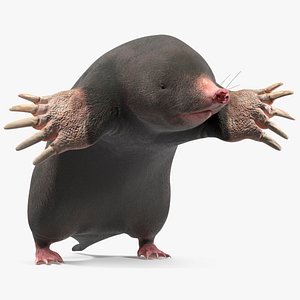 Download Free & Premium Mole 3D Models | TurboSquid