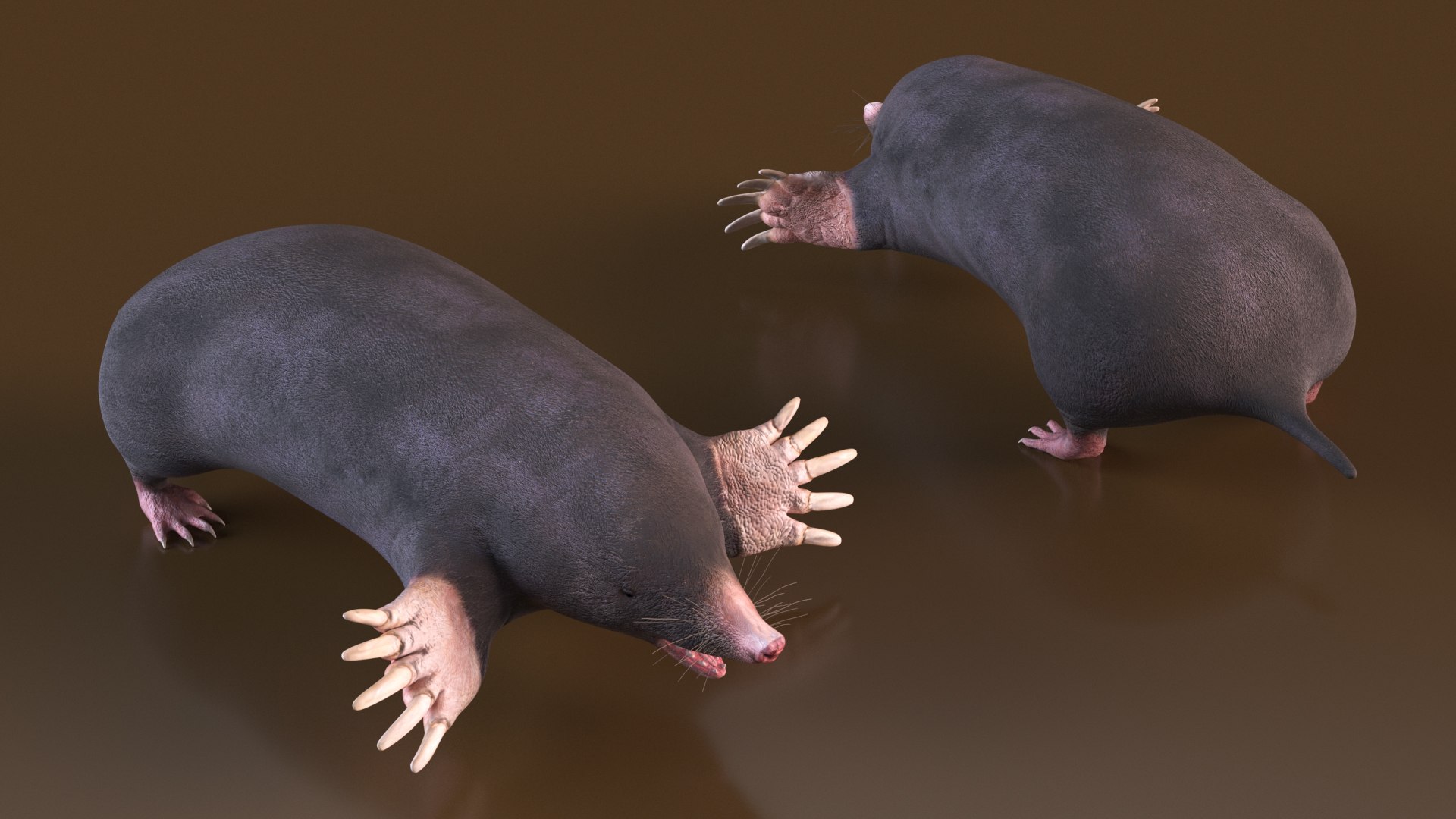 European Mole Animal Rigged For Maya 3D Model - TurboSquid 2259966