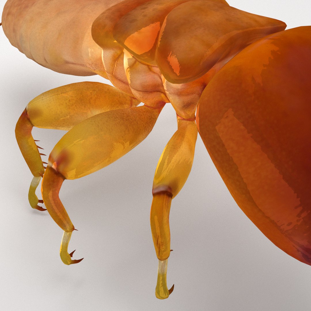 Dampwood Termite Soldier X