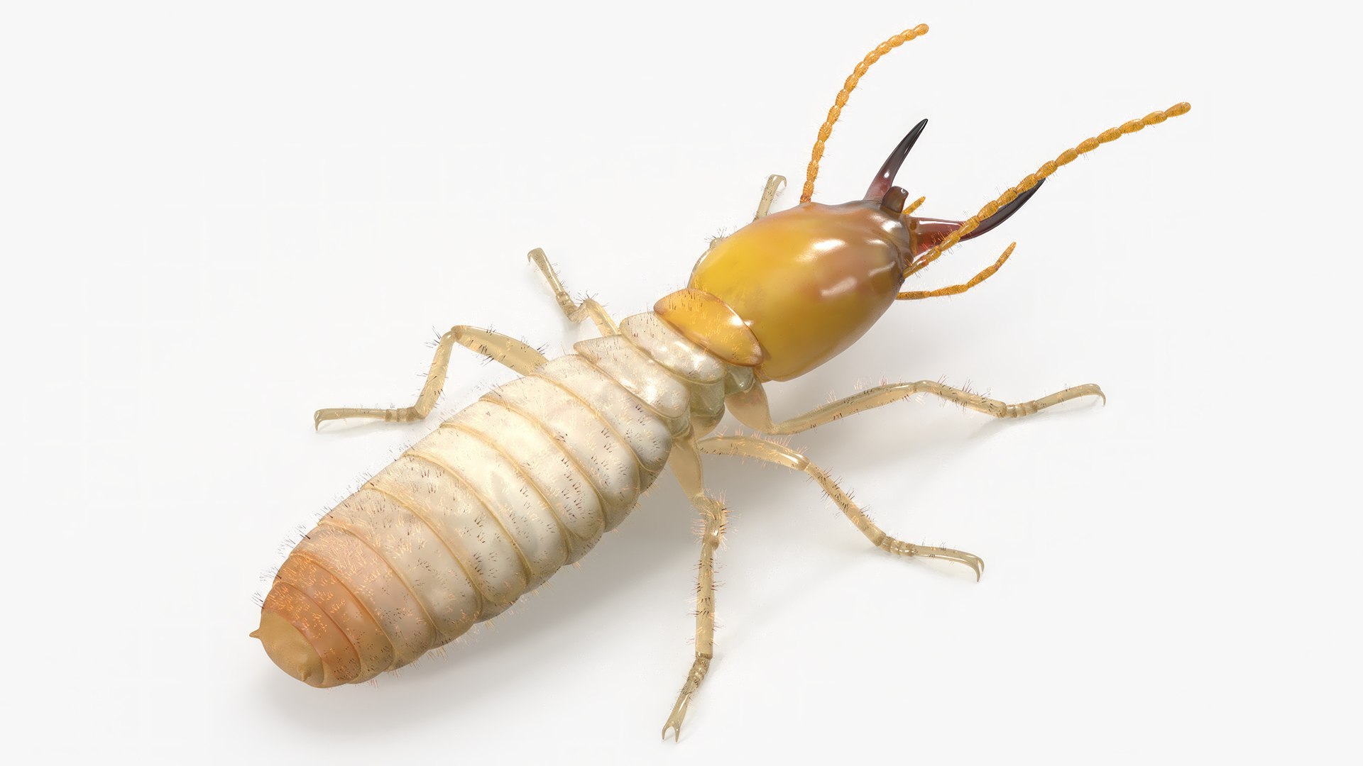3D Termite In Static Pose For 3D Print Model - TurboSquid 2351950