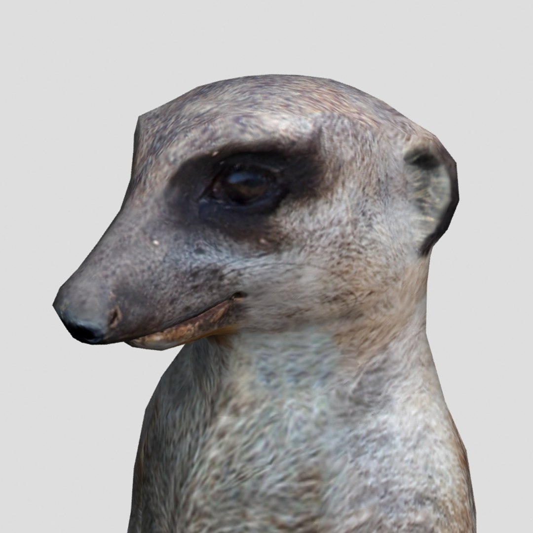 Meerkat 3d Model