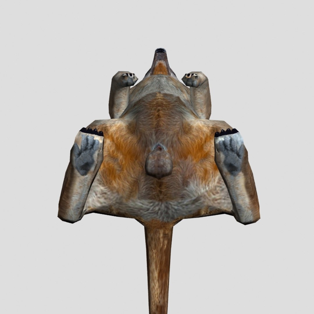 Meerkat 3d Model