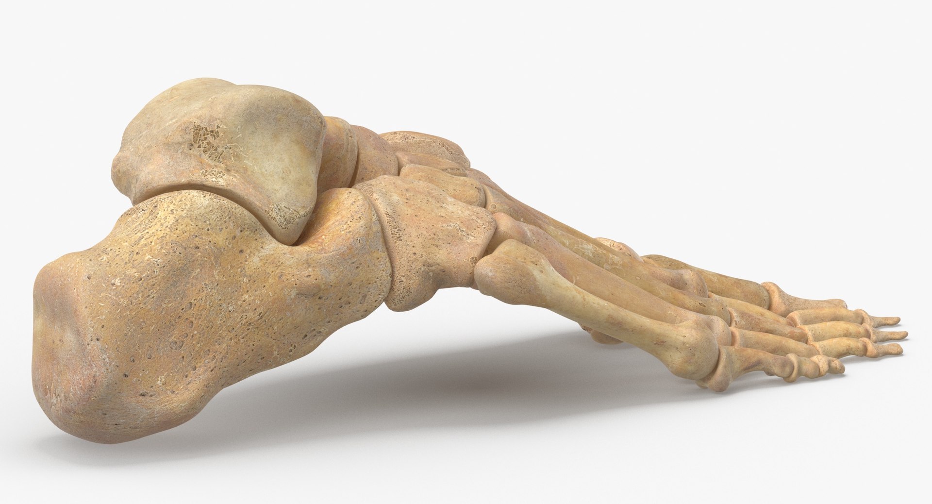 Human Foot Bones Anatomy 3D Model - TurboSquid 1558150