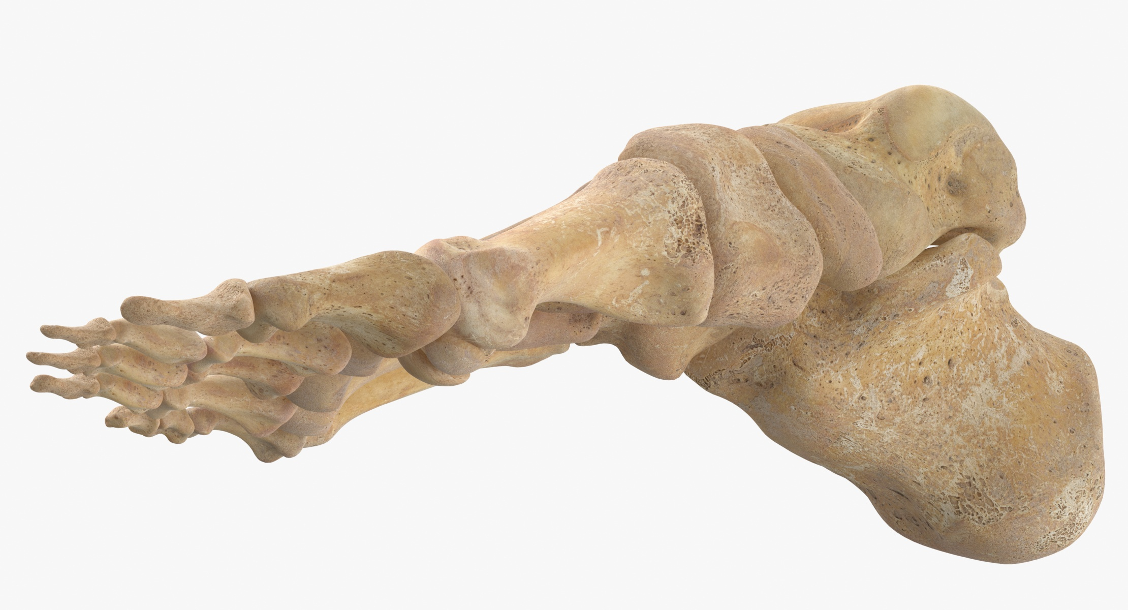Human foot bones anatomy 3D model - TurboSquid 1558150