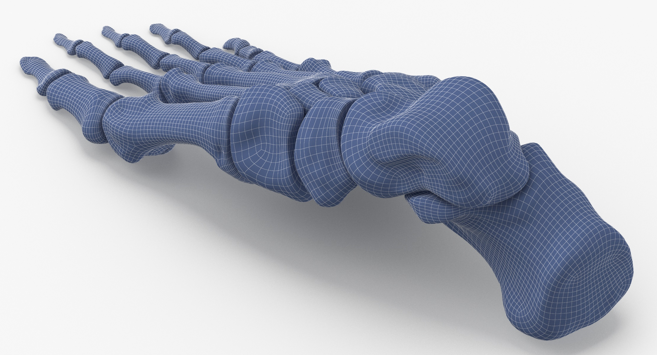 Human foot bones anatomy 3D model - TurboSquid 1558150