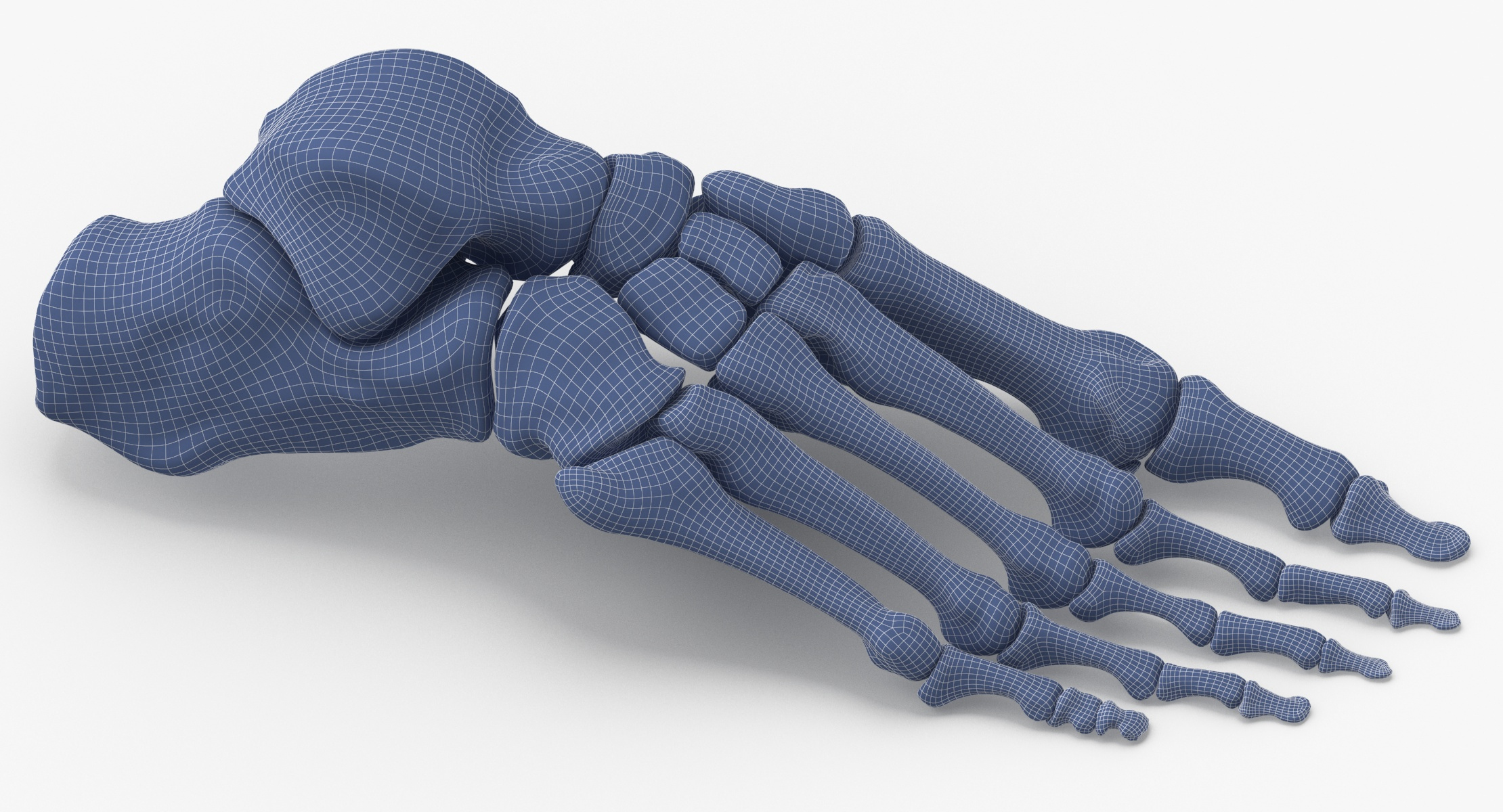 Human foot bones anatomy 3D model - TurboSquid 1558150