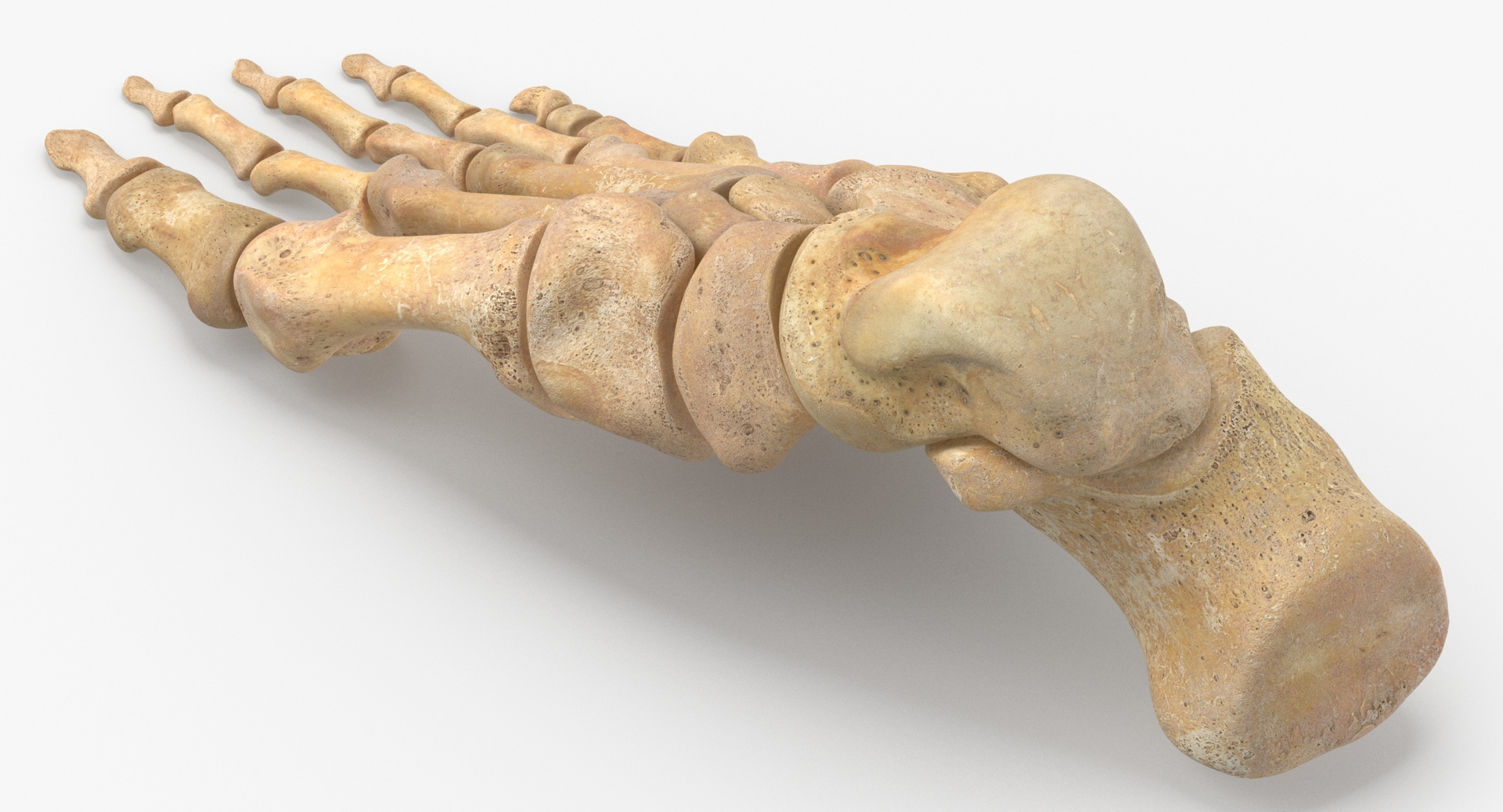 Human foot bones anatomy 3D model - TurboSquid 1558150