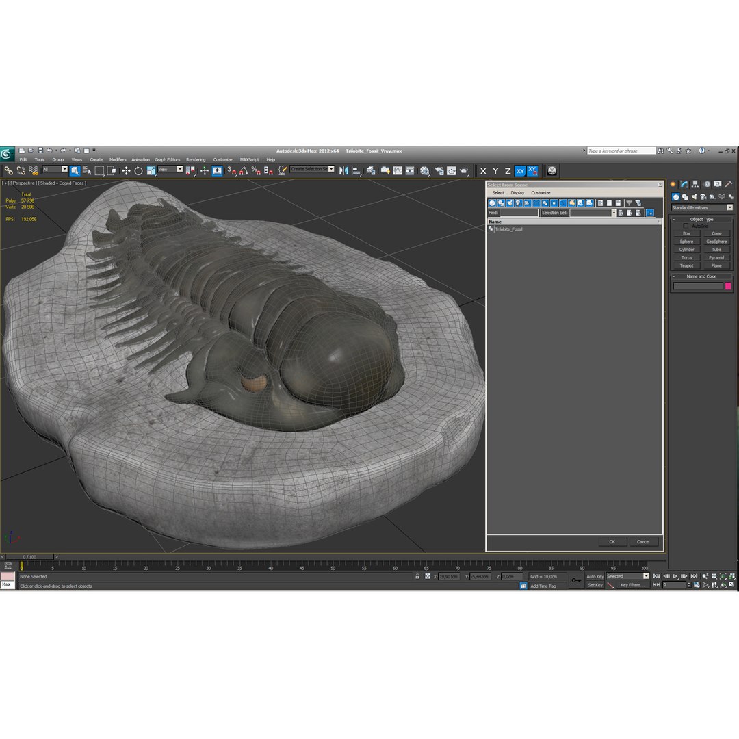 trilobite fossil 3d model