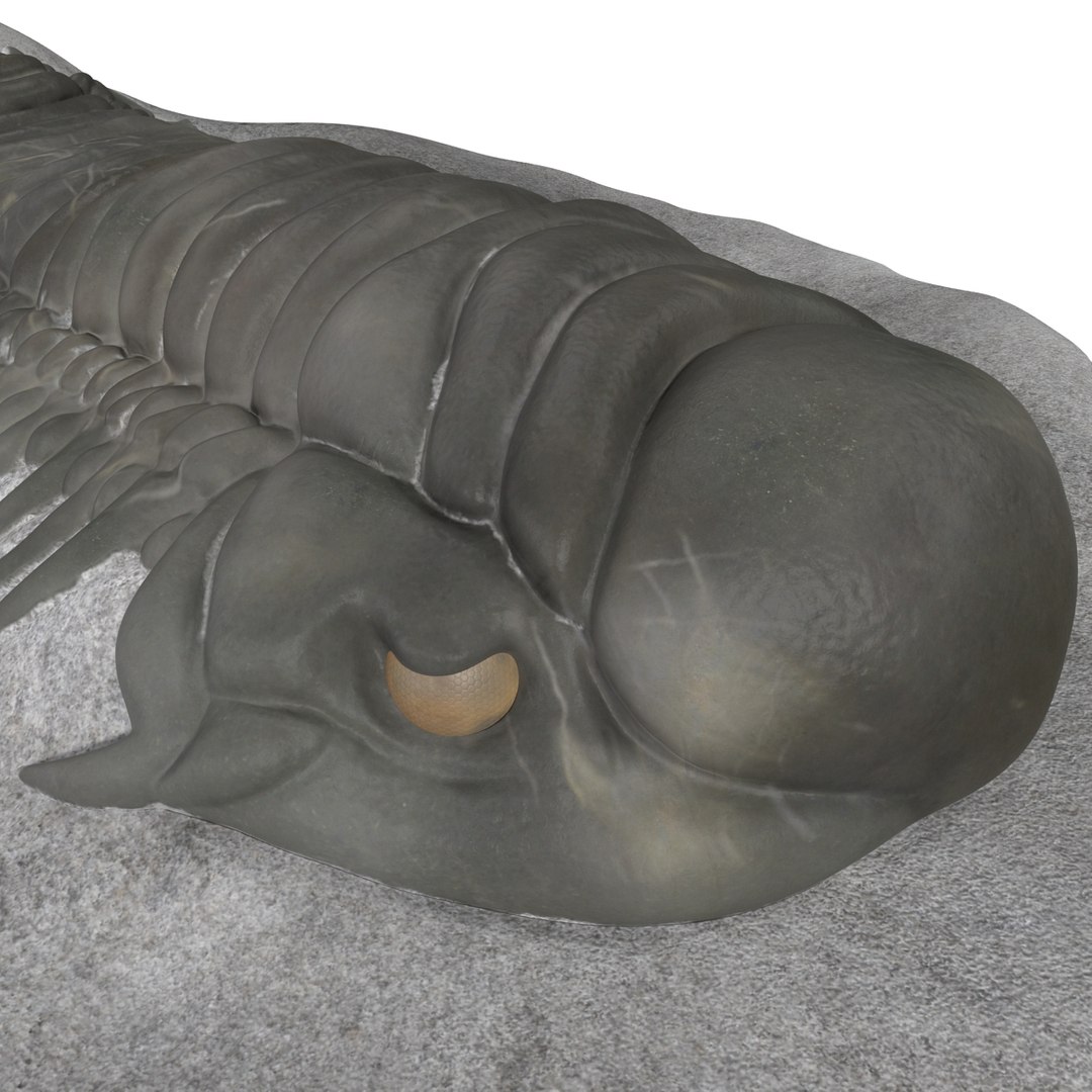 trilobite fossil 3d model
