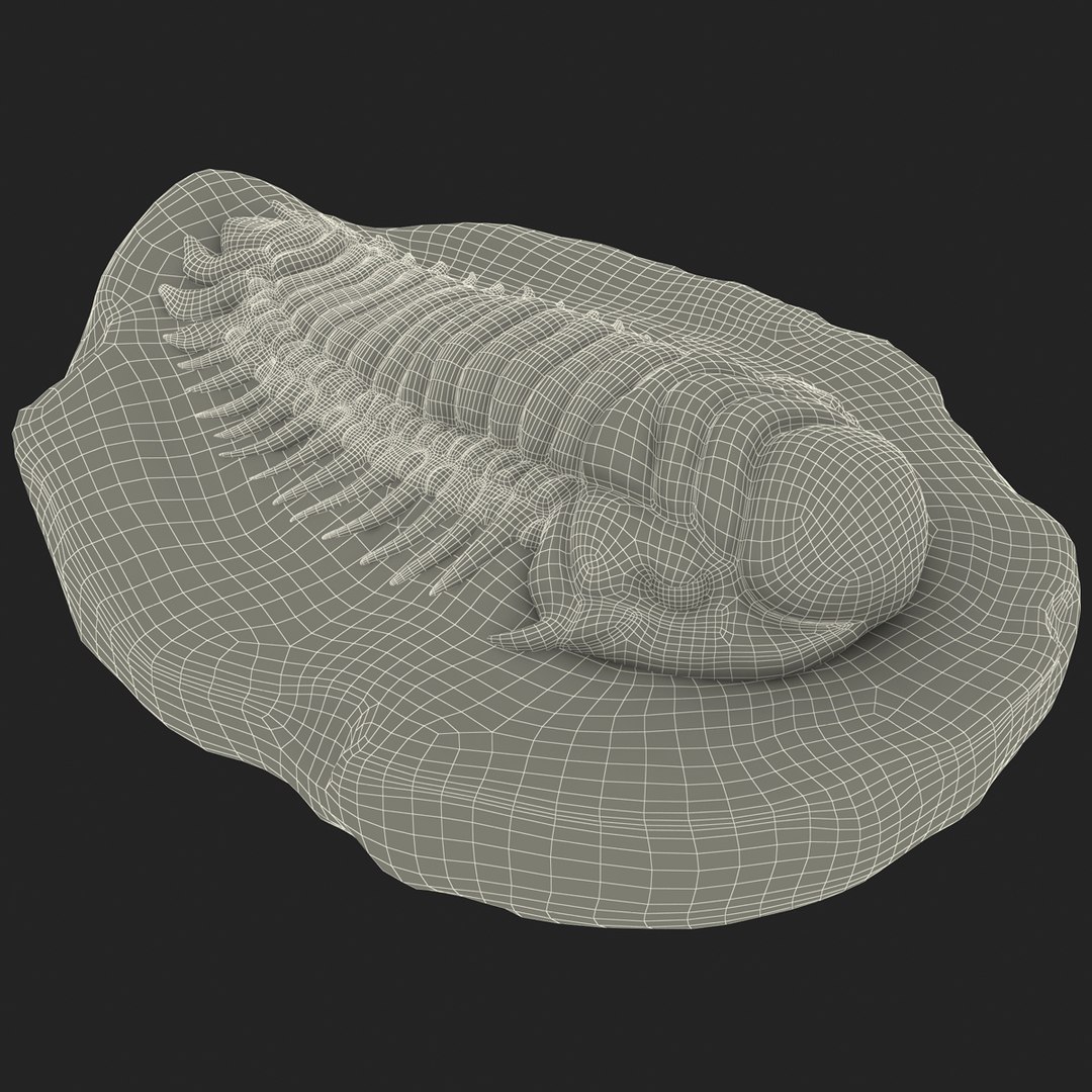 trilobite fossil 3d model