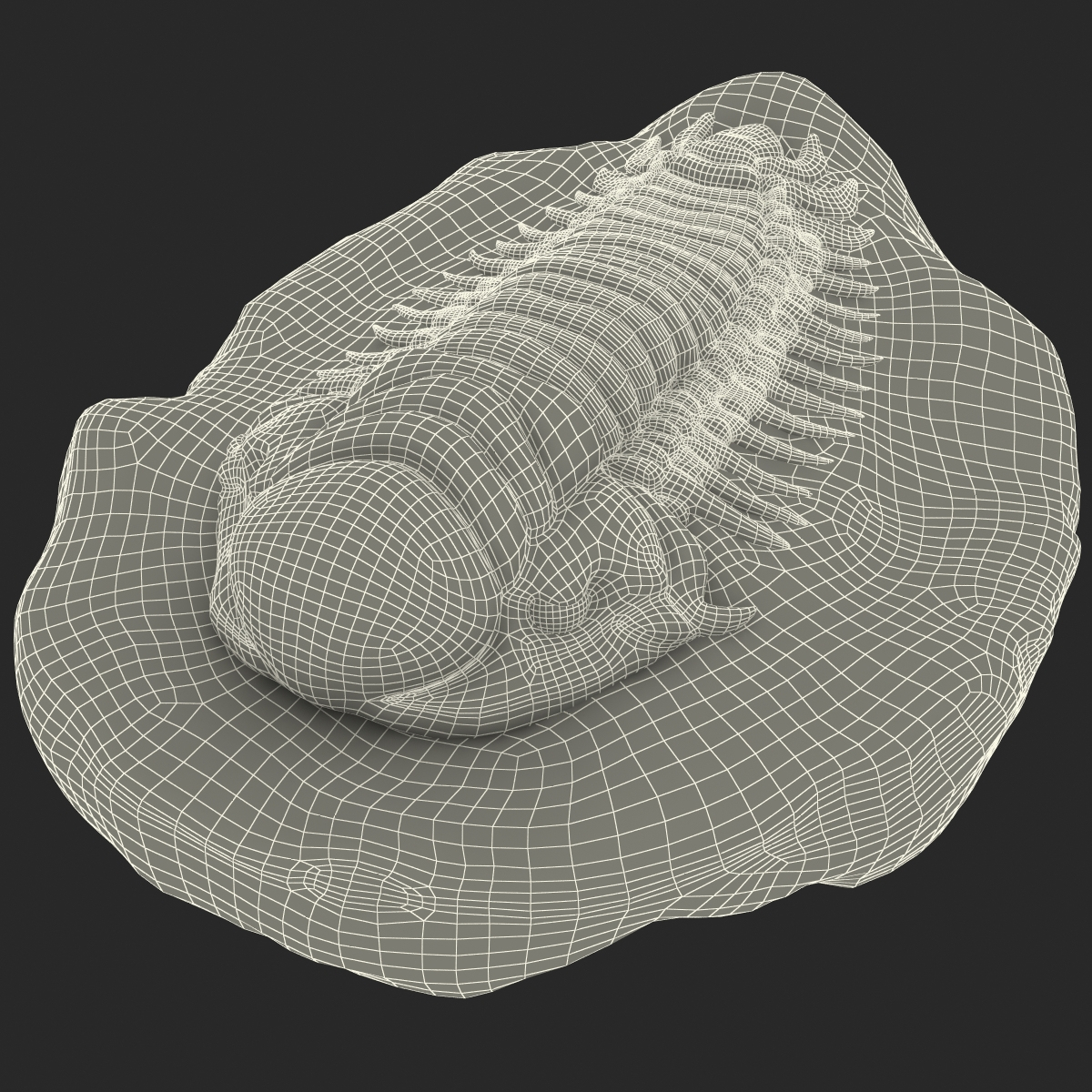 trilobite fossil 3d model