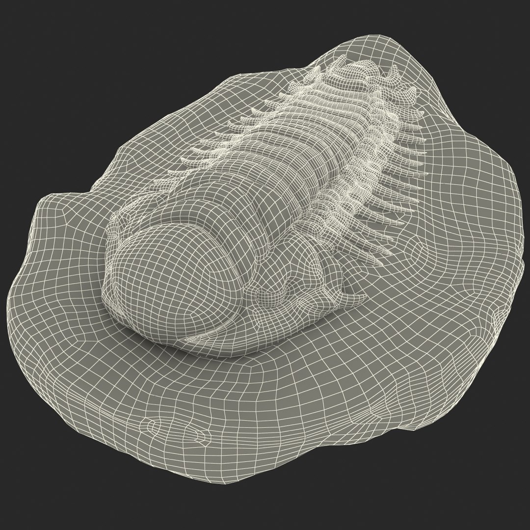 trilobite fossil 3d model