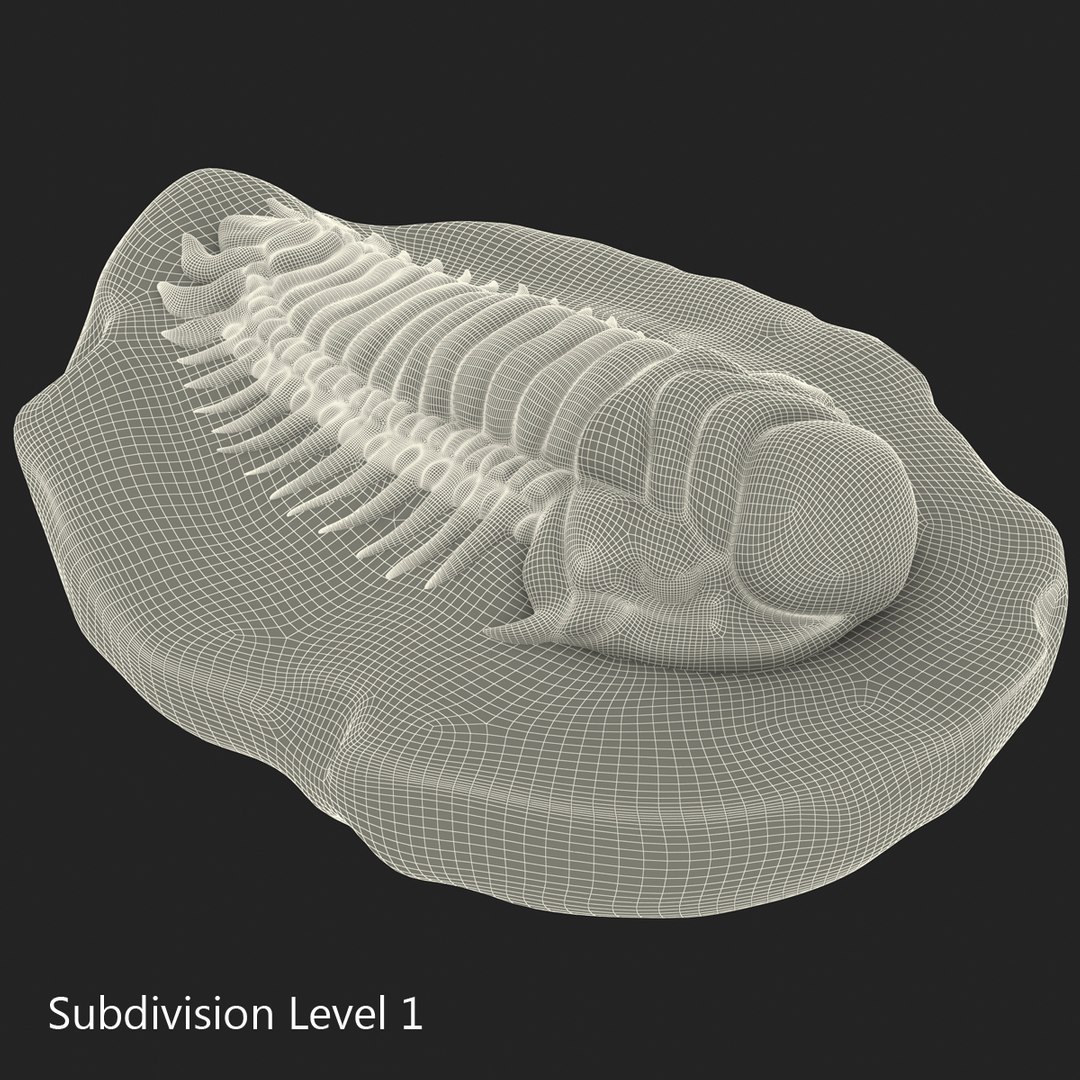 trilobite fossil 3d model