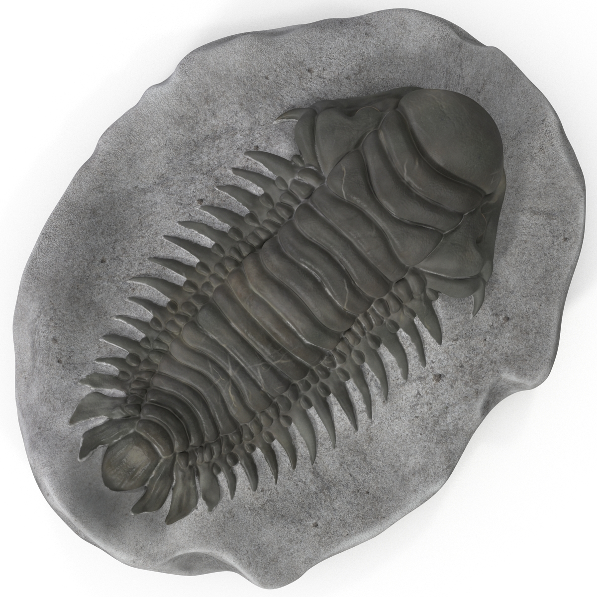 trilobite fossil 3d model