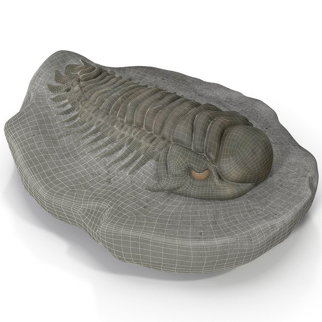 trilobite fossil 3d model