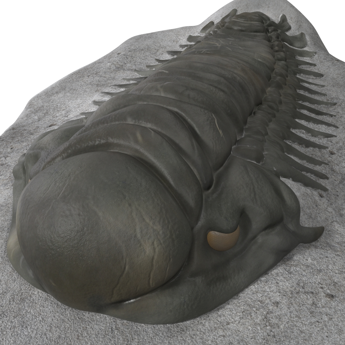 trilobite fossil 3d model