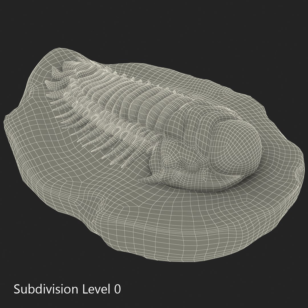 trilobite fossil 3d model