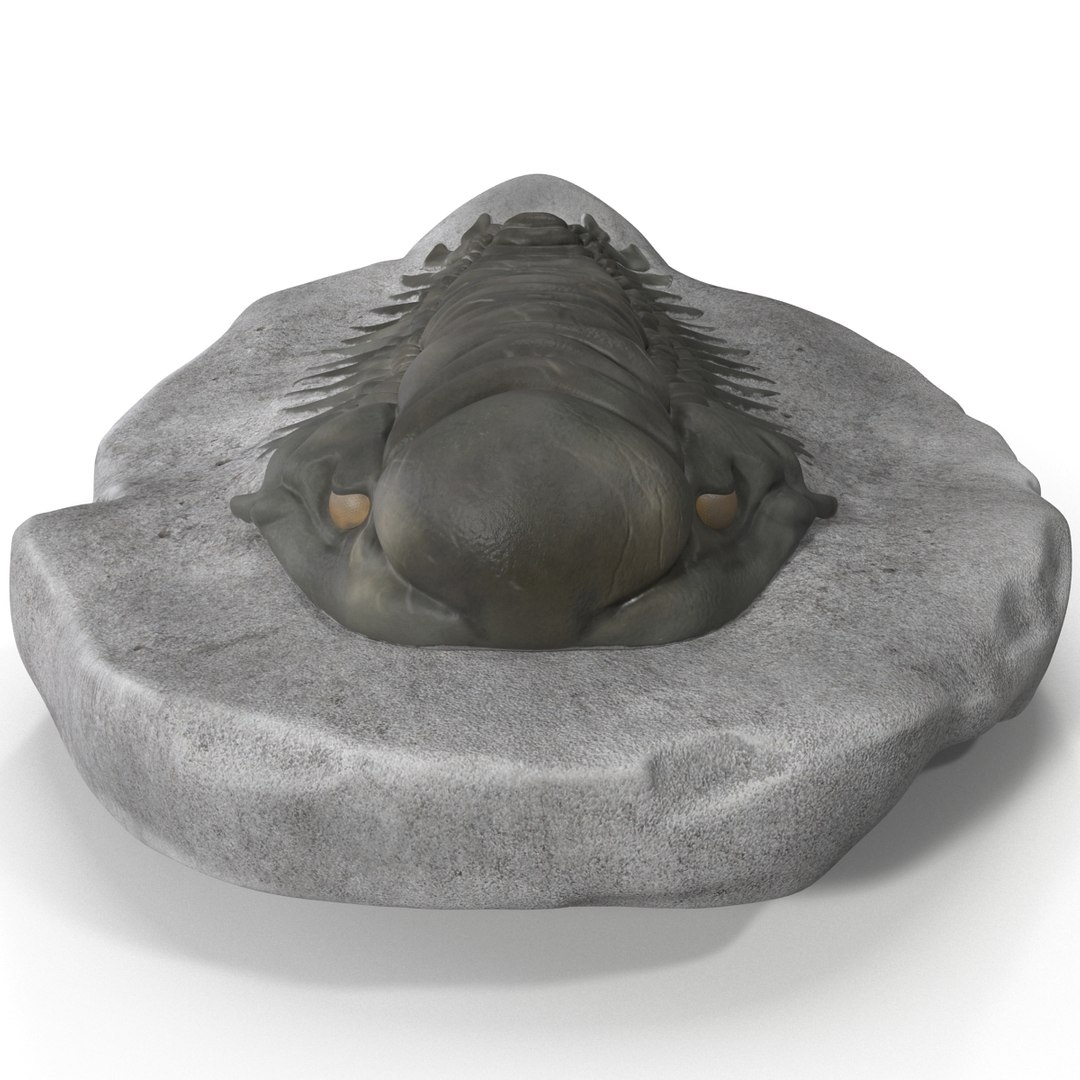 Trilobite Fossil 3d Model