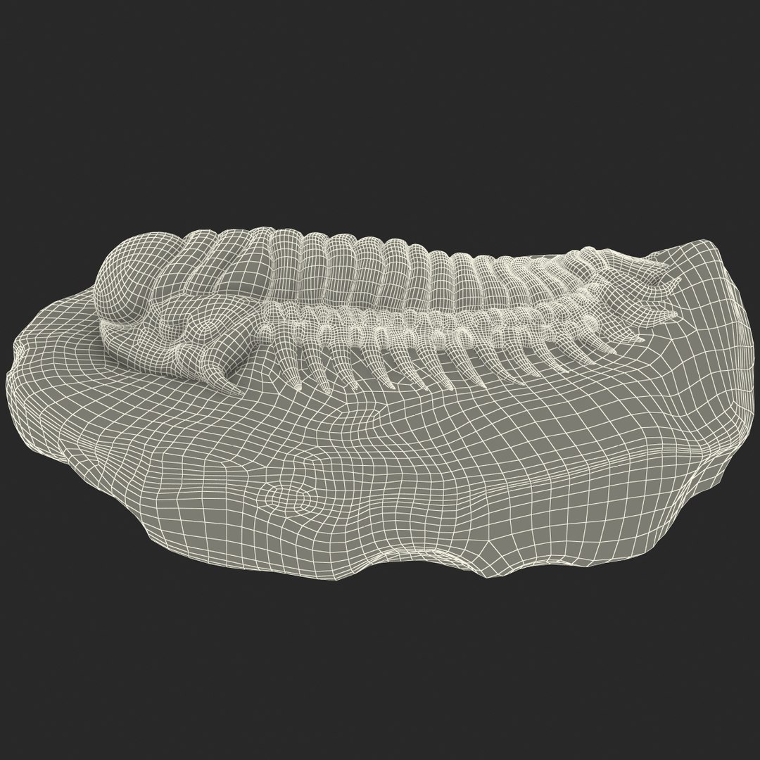 trilobite fossil 3d model