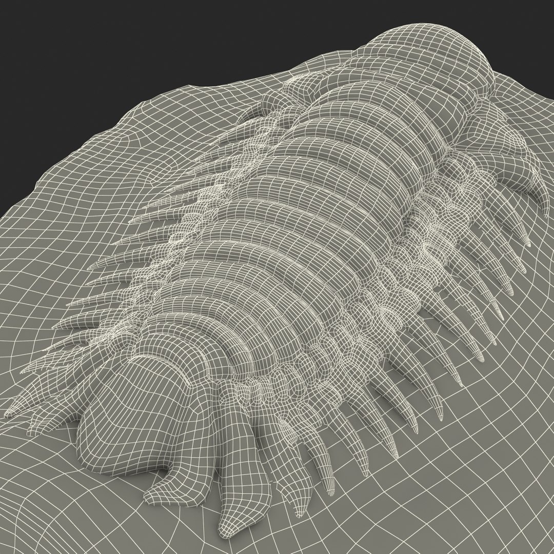 trilobite fossil 3d model