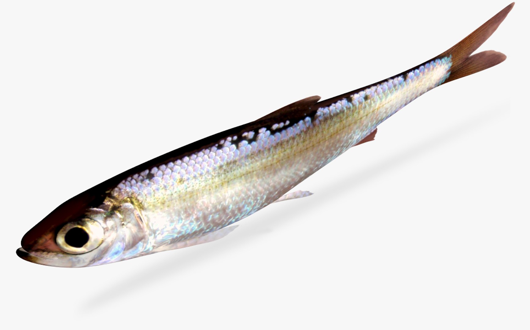 Alewife Fish 3D Model - TurboSquid 1372329