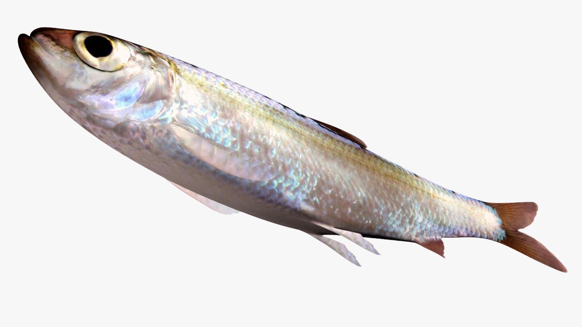 Alewife Fish 3D Model - TurboSquid 1372329