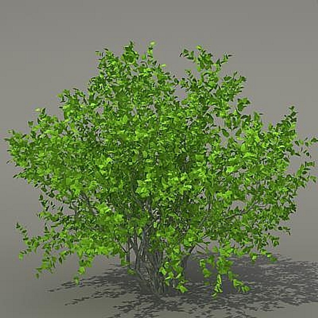 max busch shrub