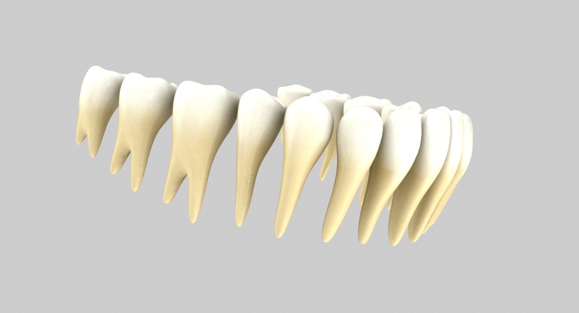 3D human teeth model - TurboSquid 1362869
