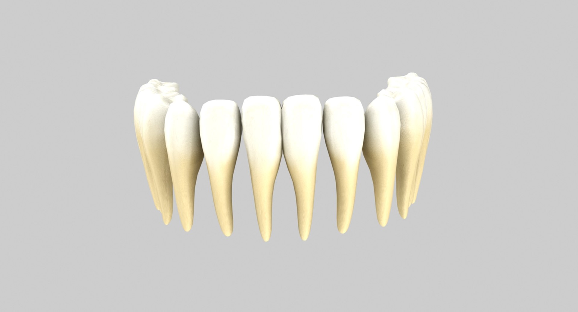 3D Human Teeth Model - TurboSquid 1362869