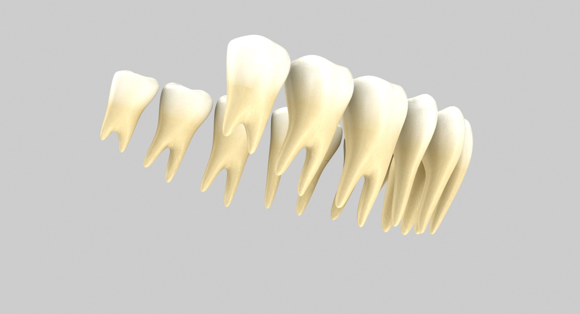3D human teeth model - TurboSquid 1362869