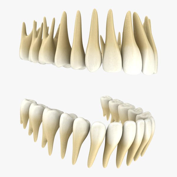 modelo 3d Dientes humanos - TurboSquid 1362869