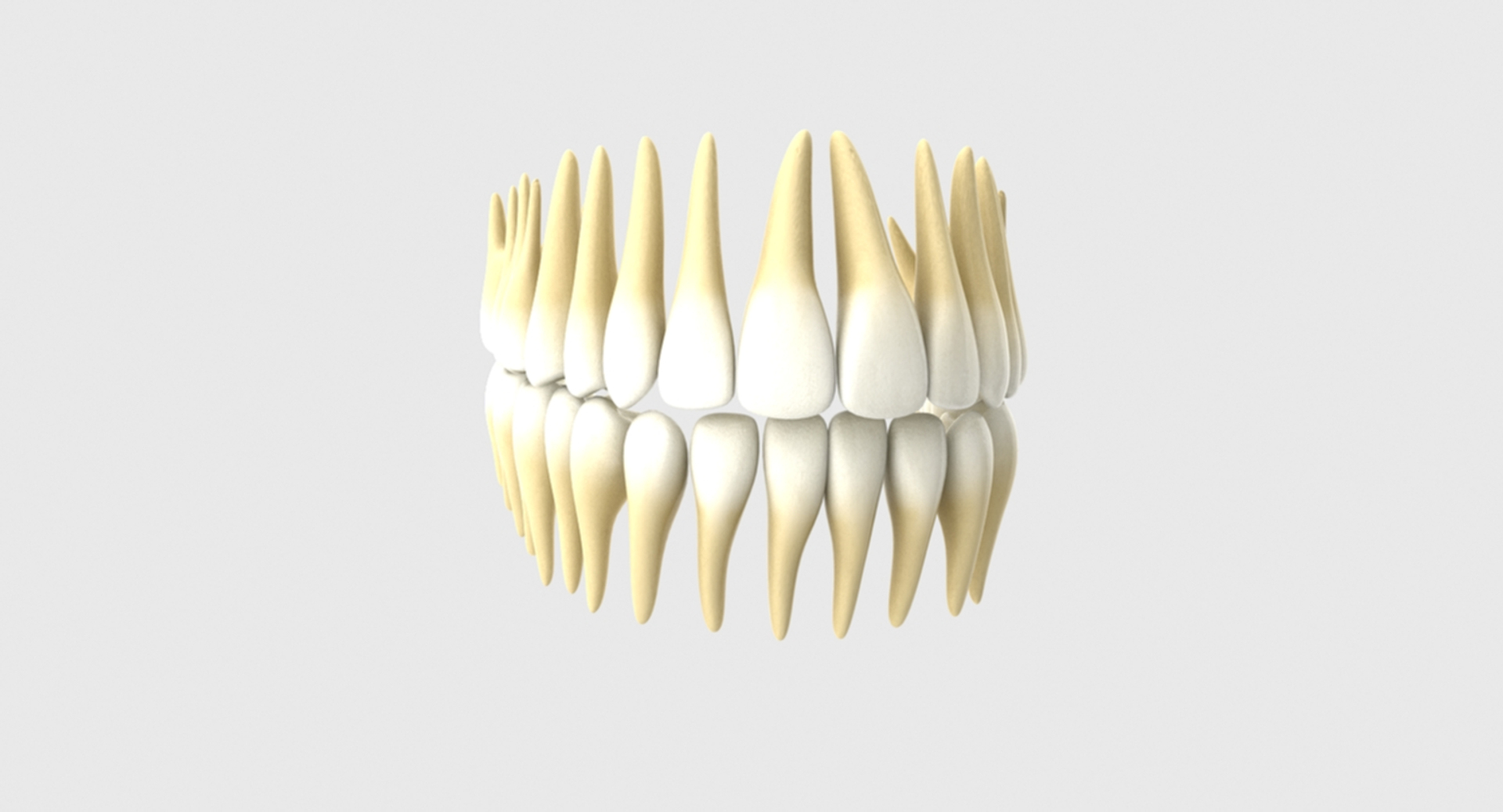3D Human Teeth Model - TurboSquid 1362869