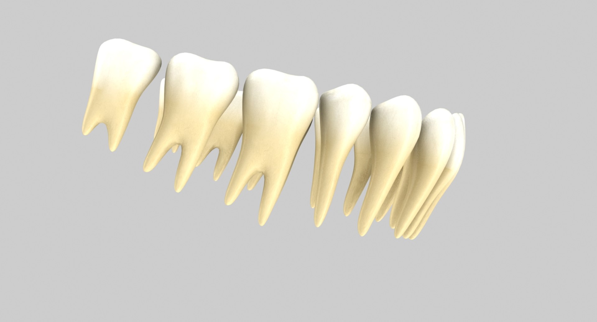 3D human teeth model - TurboSquid 1362869