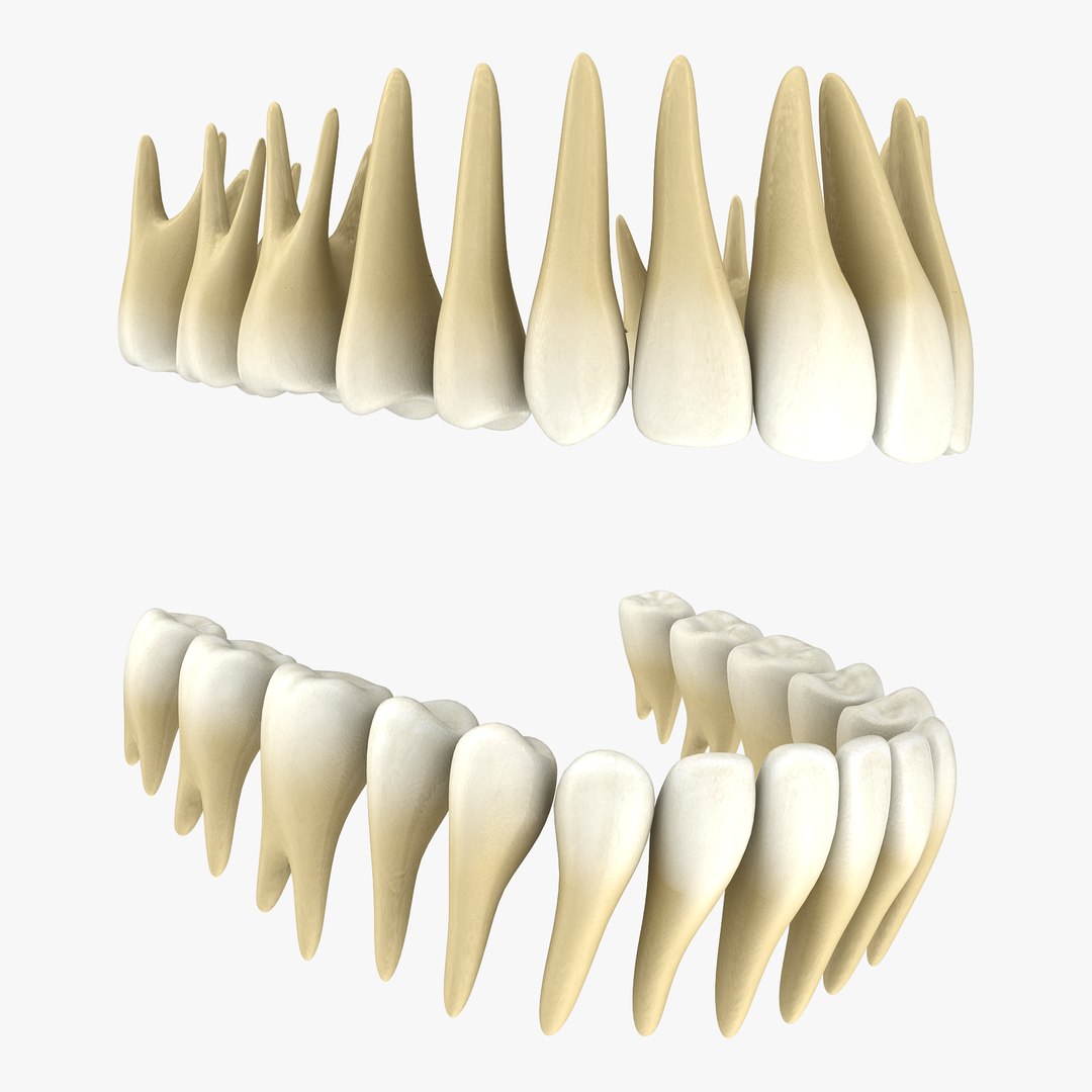 3D human teeth model - TurboSquid 1362869