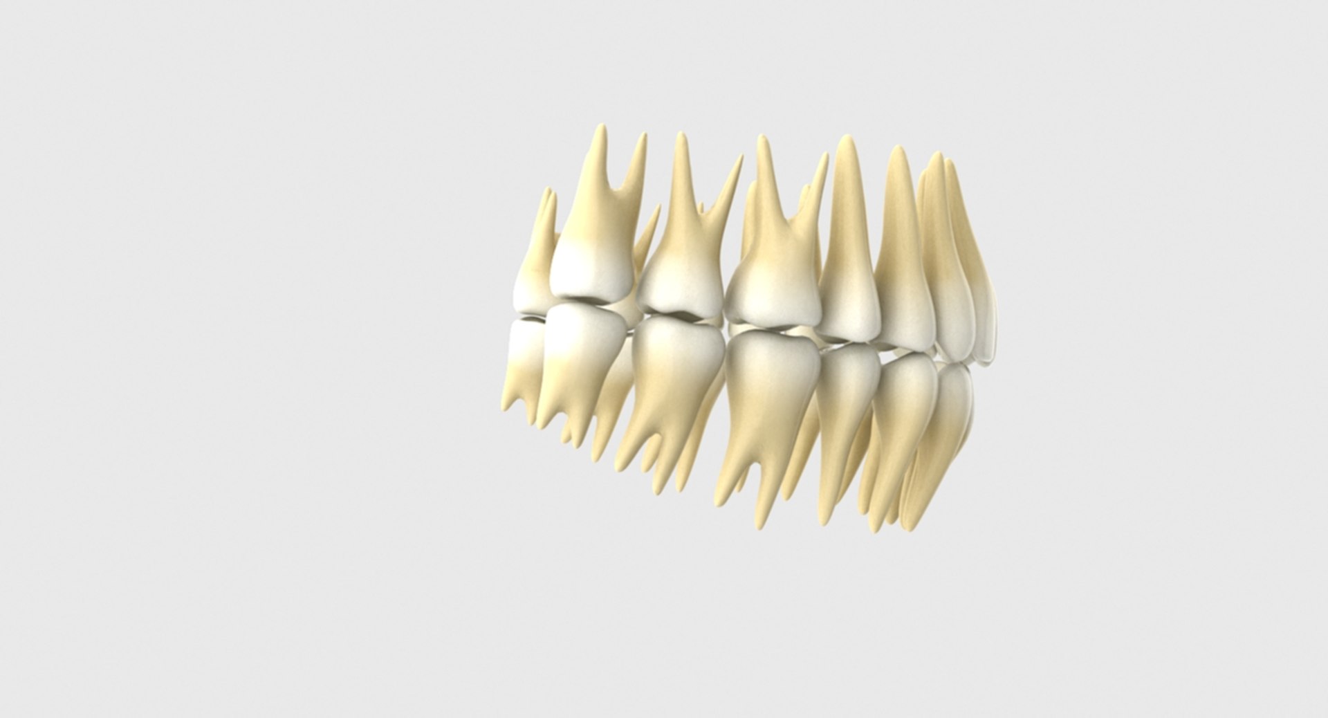 3D human teeth model - TurboSquid 1362869