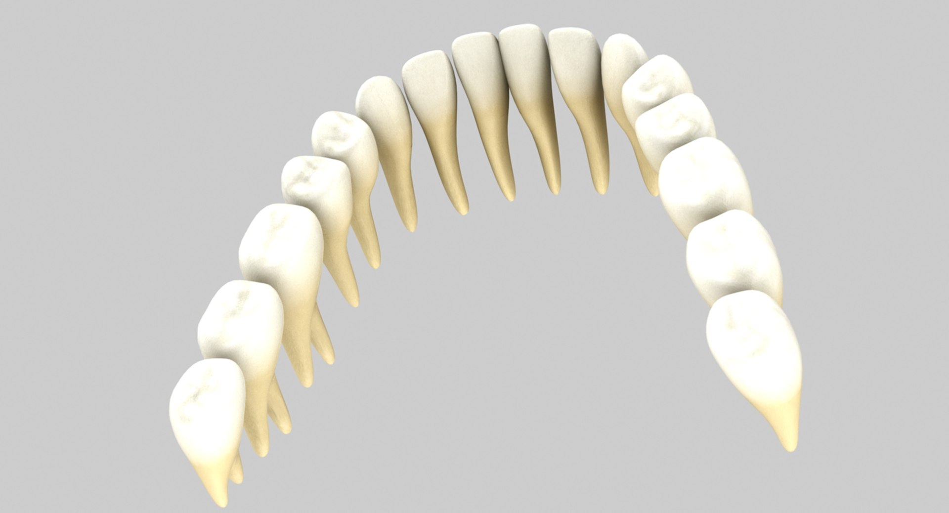 3D human teeth model - TurboSquid 1362869