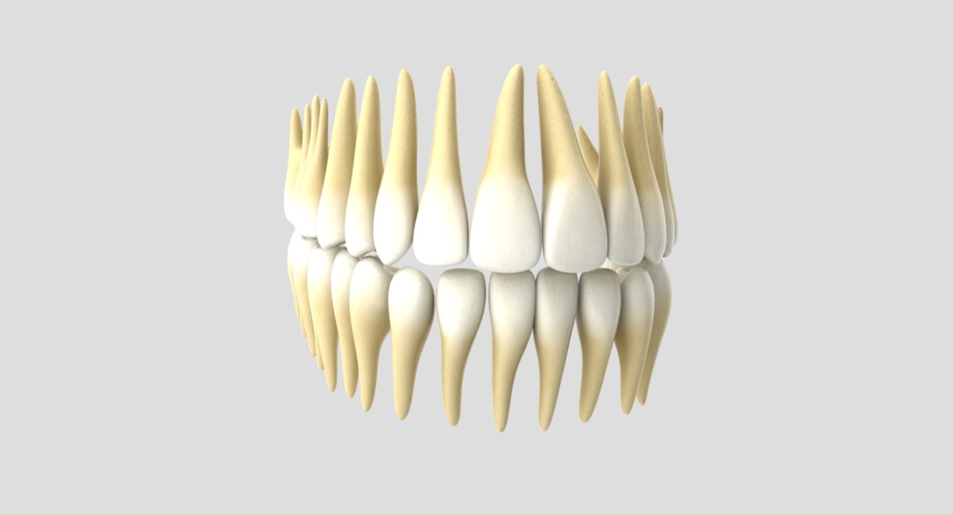 3D Human Teeth Model - TurboSquid 1362869