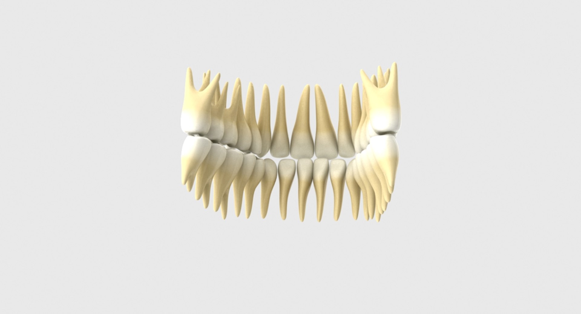3D human teeth model - TurboSquid 1362869